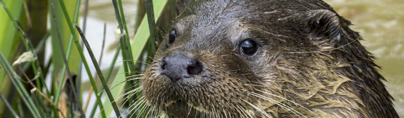 Otter (Eurasian) - Otters and Humans | Young People's Trust For the ...