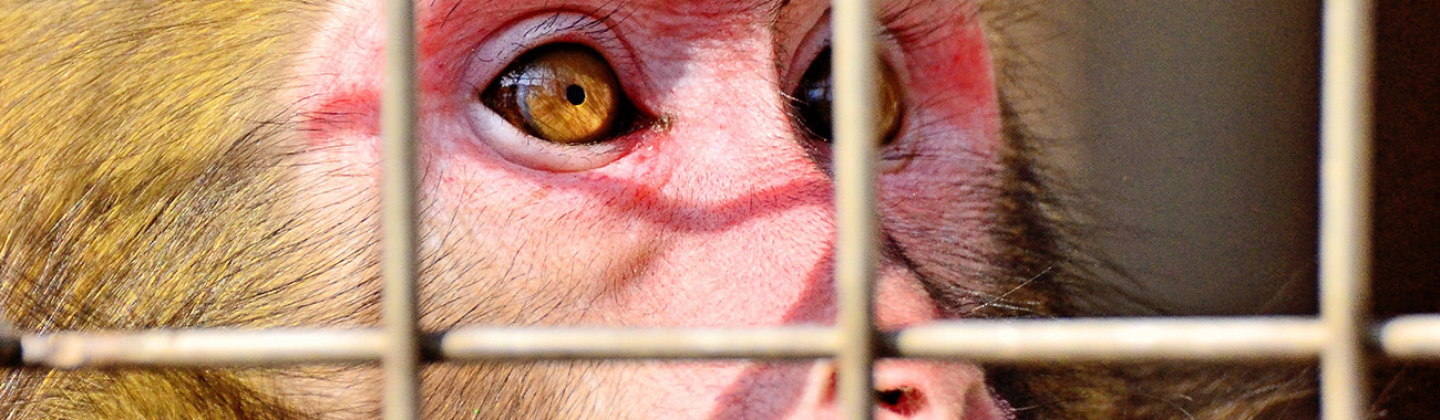 Vivisection - What are the experiments for? | Young People's Trust For ...