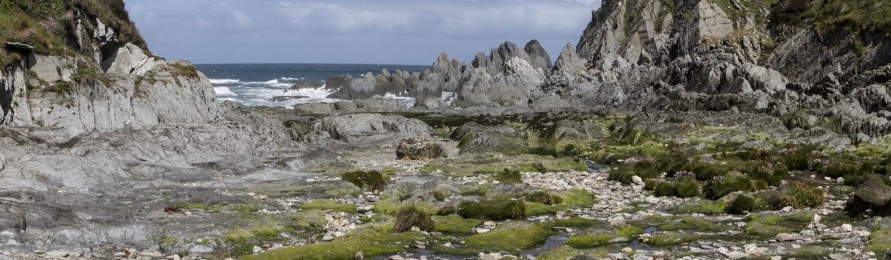 Seashore: Plants and animals of the rocky shore | Lesson Plans for ...
