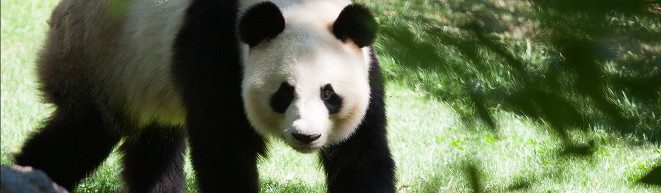 Panda (Giant) - Overview | Young People's Trust For the Environment